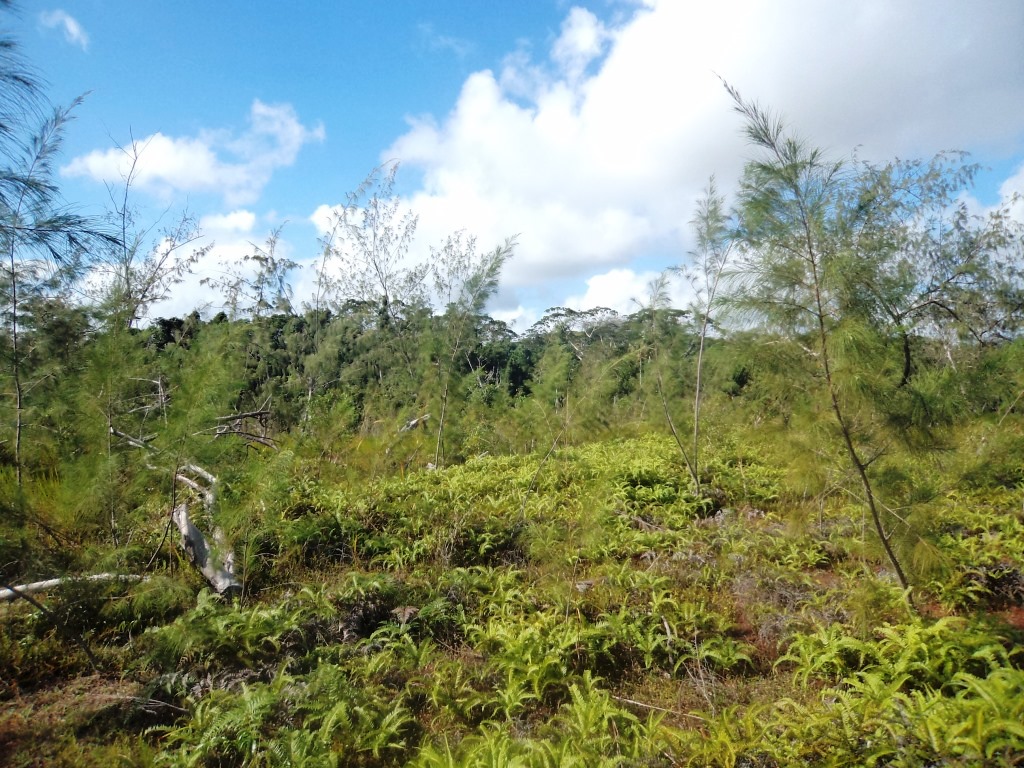20 acre freehold property, Fiji | SouthPacificRealEstate