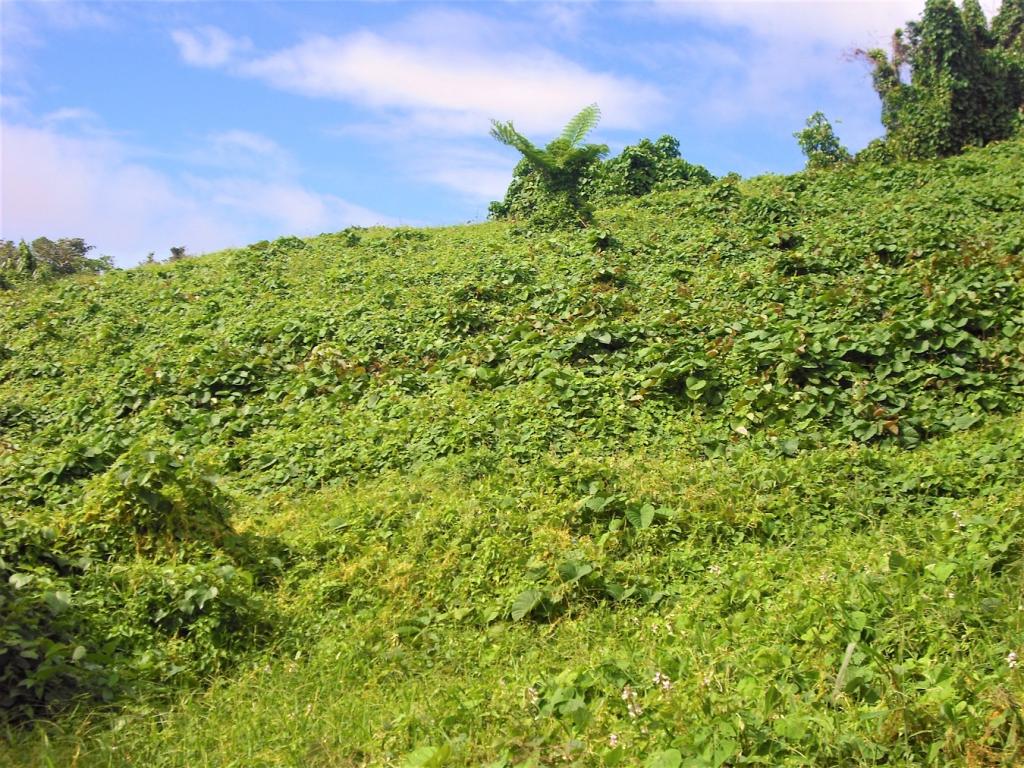 100 Acres Freehold Land, Fiji | SouthPacificRealEstate