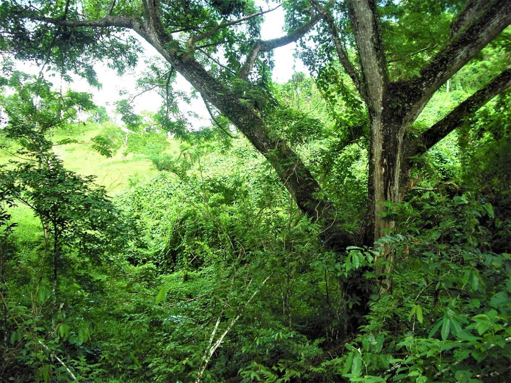 100 Acres Freehold Land, Fiji | SouthPacificRealEstate