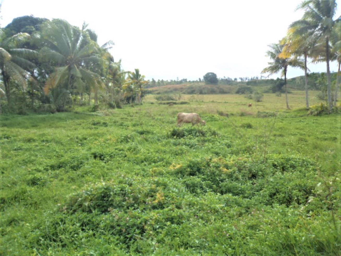 Agricultural freehold land, Fiji | SouthPacificRealEstate