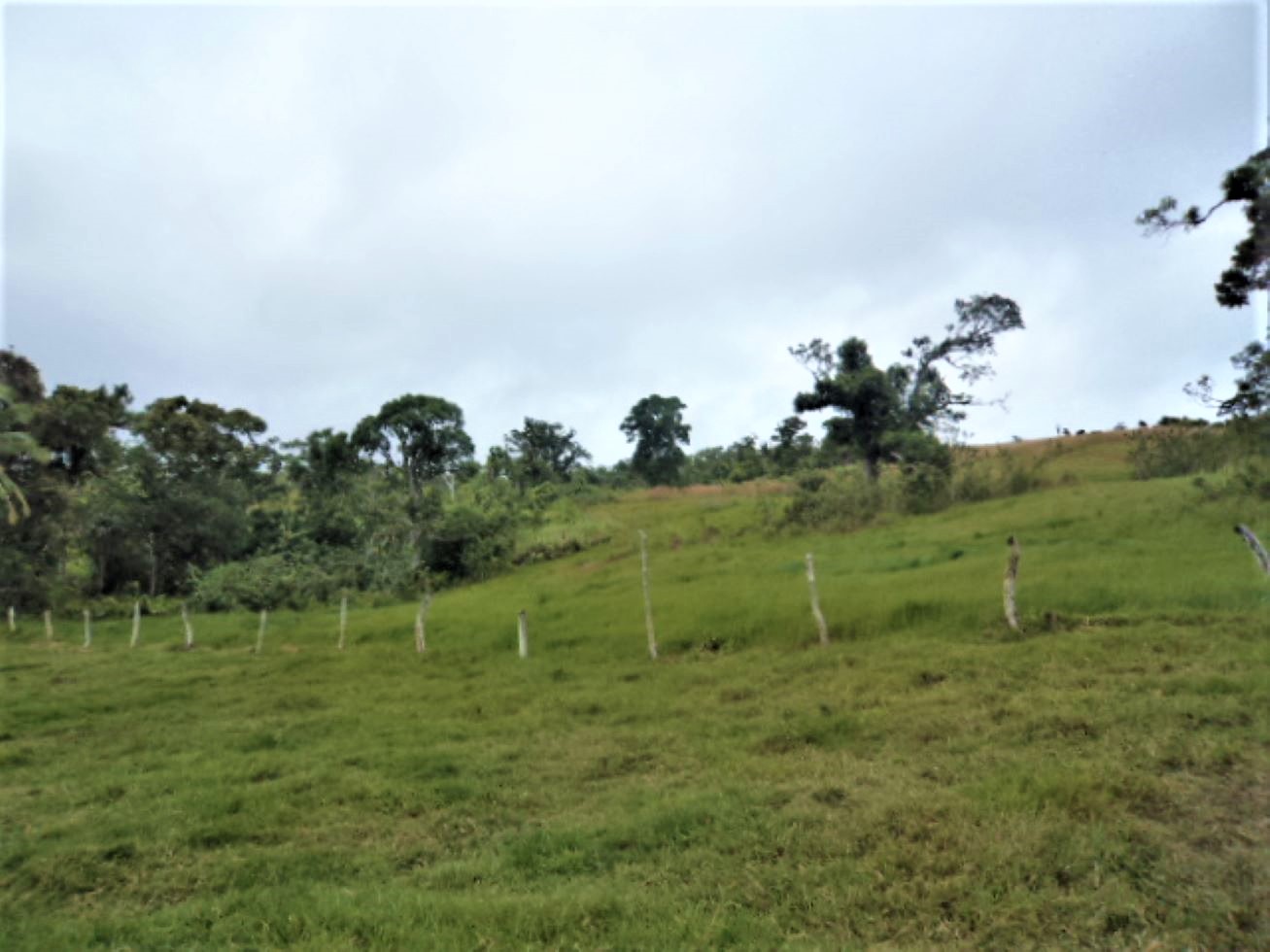 Agricultural freehold land, Fiji | SouthPacificRealEstate