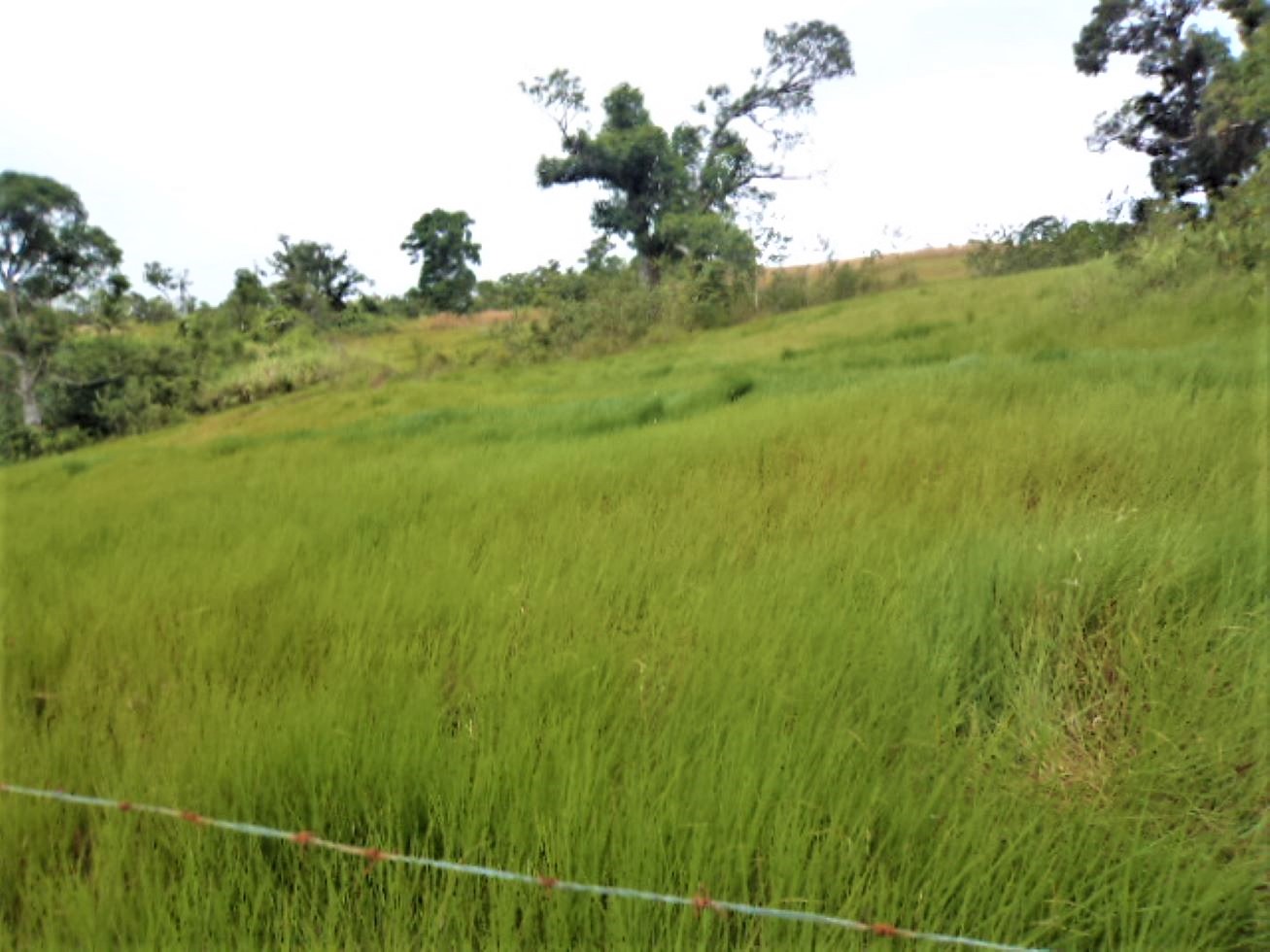 Agricultural freehold land, Fiji | SouthPacificRealEstate