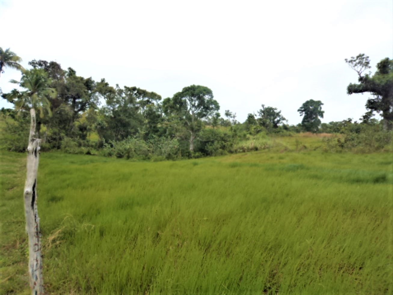 Agricultural freehold land, Fiji | SouthPacificRealEstate