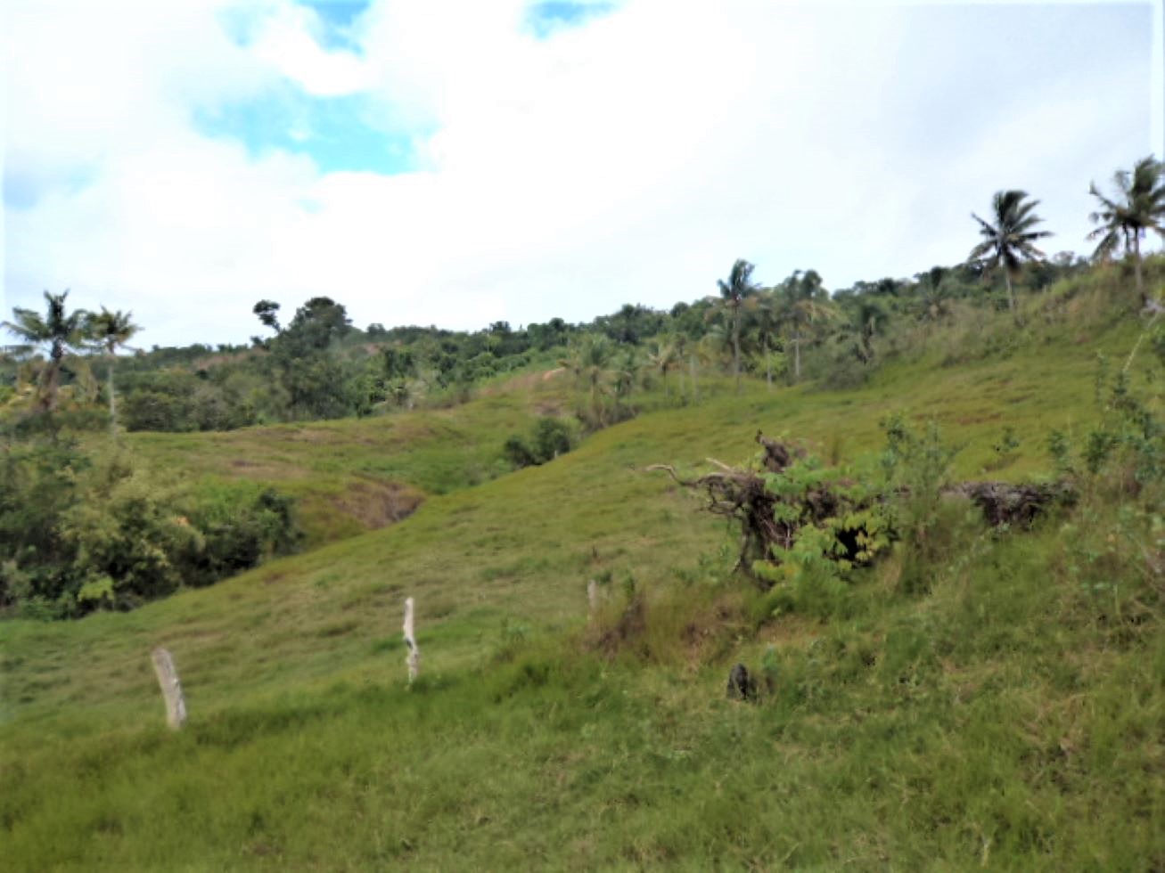 Agricultural freehold land, Fiji | SouthPacificRealEstate