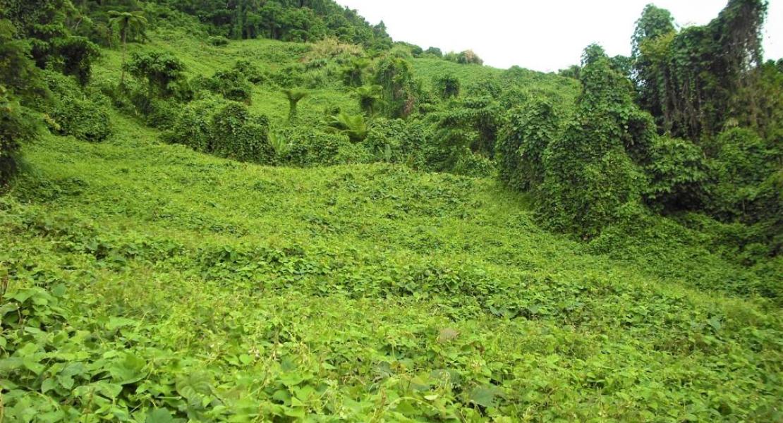 100 Acres Freehold Land, Fiji | SouthPacificRealEstate