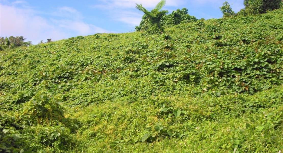 100 Acres Freehold Land, Fiji | SouthPacificRealEstate