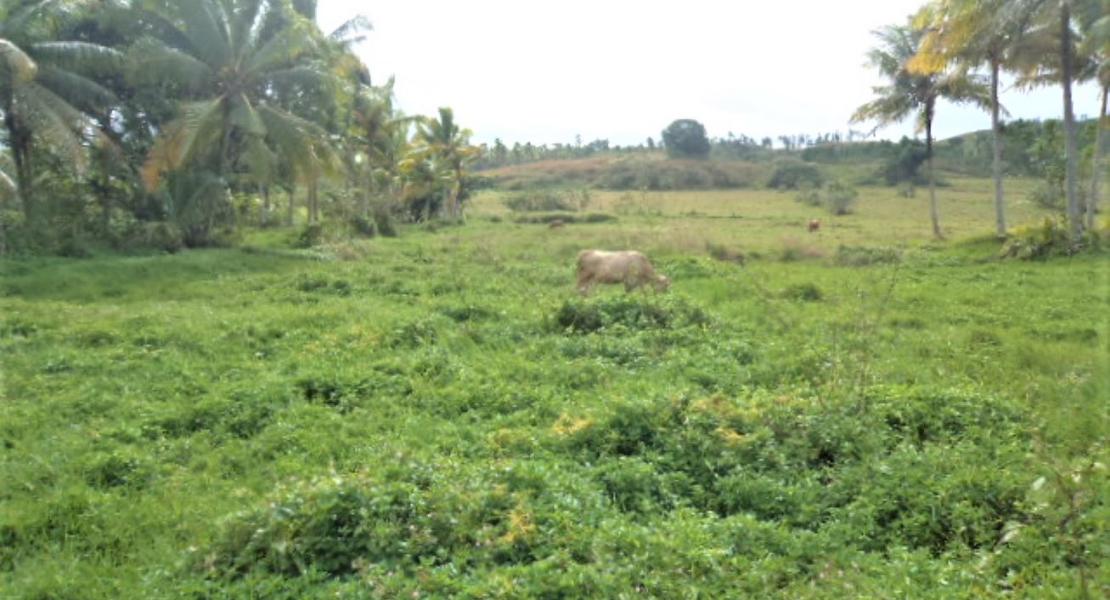 Agricultural freehold land, Fiji | SouthPacificRealEstate