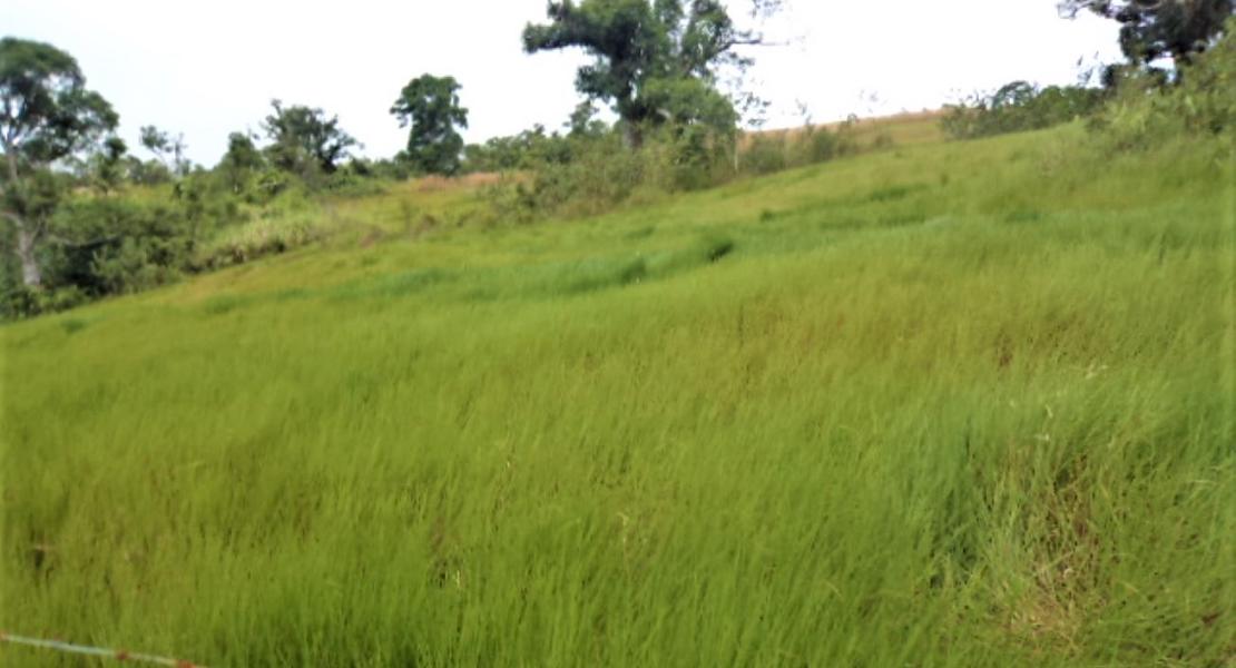 Agricultural freehold land, Fiji | SouthPacificRealEstate