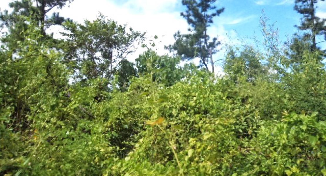35 acres Vunivau Bua, Fiji | SouthPacificRealEstate